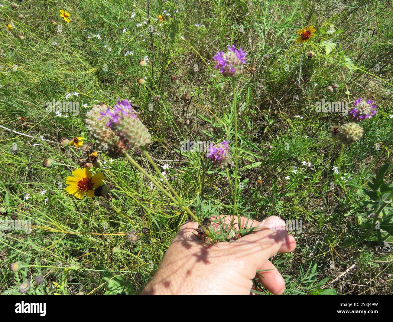 Compact Prairie Clover (Dalea compacta) Plantae Stock Photo - Alamy