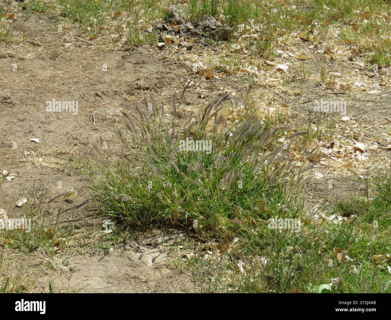 buffelgrass (Cenchrus ciliaris) Plantae Stock Photo - Alamy