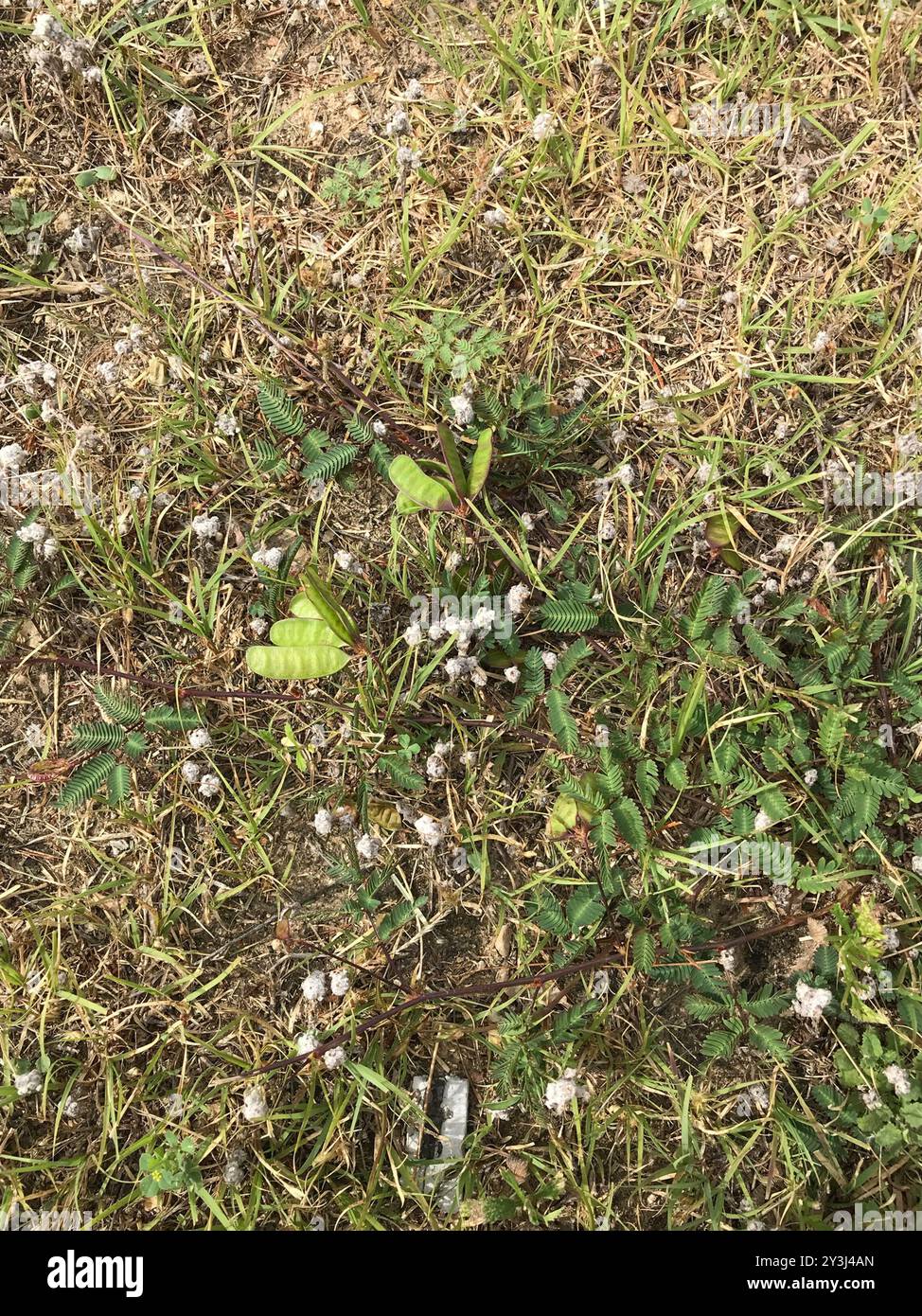 Tropical puff (Neptunia pubescens) Plantae Stock Photo - Alamy