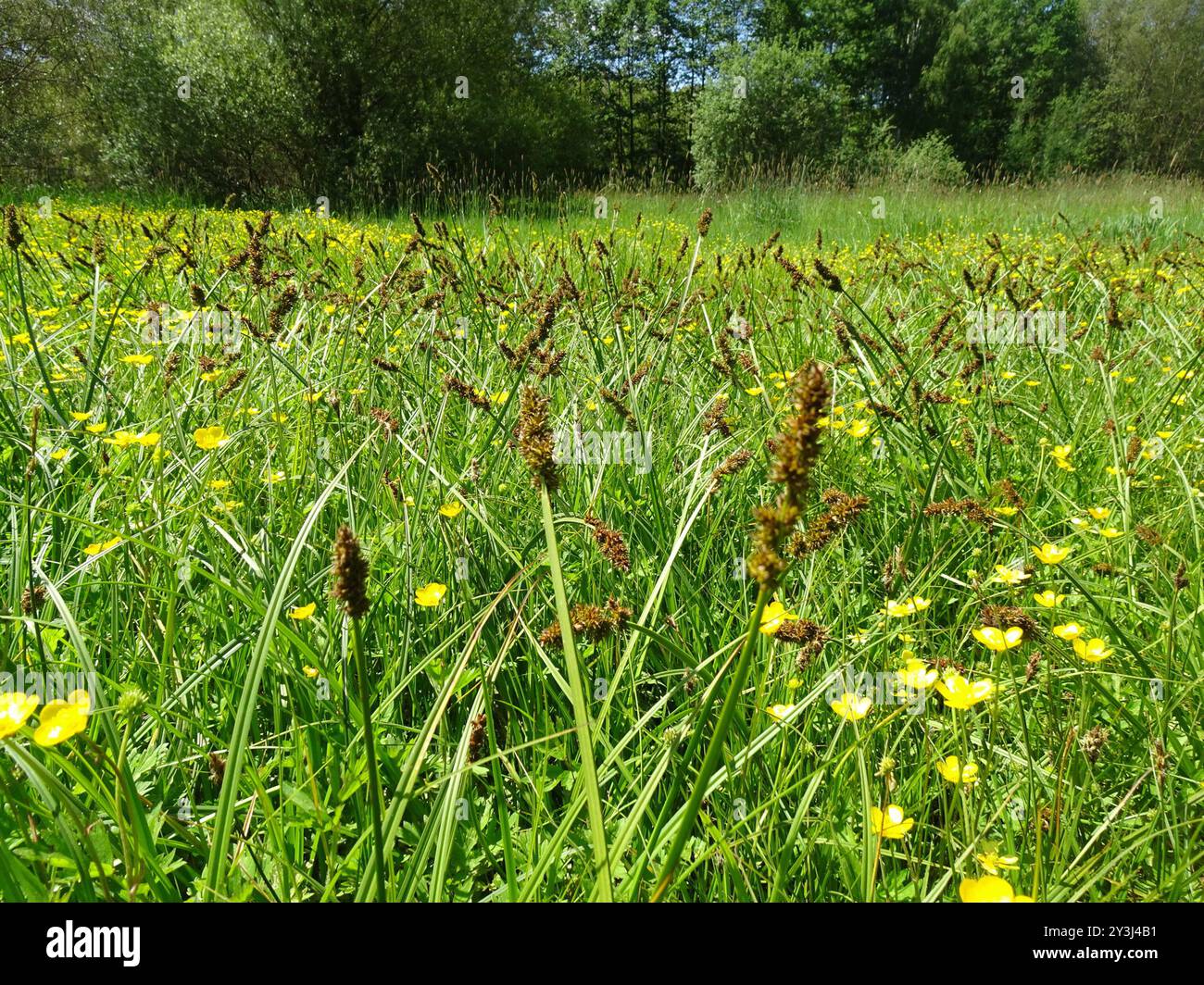 True Fox-sedge (Carex vulpina) Plantae Stock Photo - Alamy