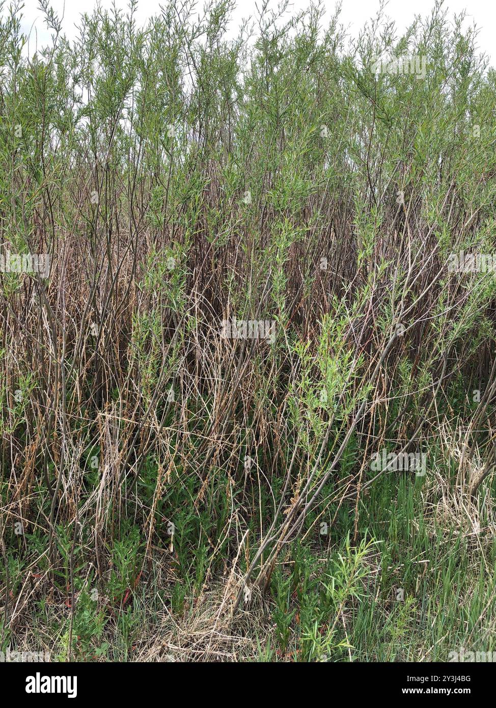 narrow-leaved willow (Salix exigua exigua) Plantae Stock Photo - Alamy