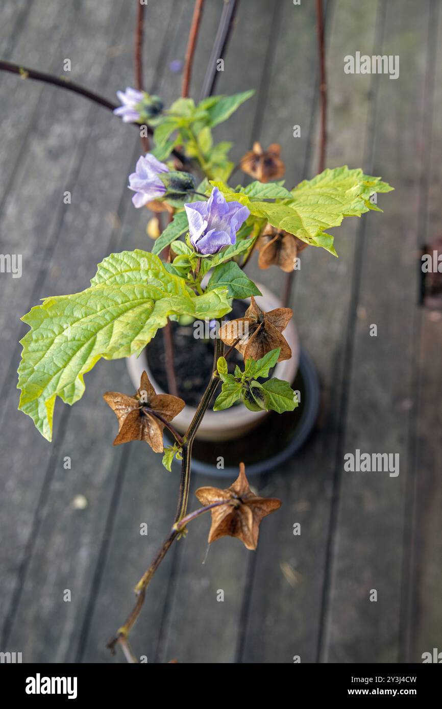 Nicandra physalodes, (apple of peru, shoo fly) said to deter insect ...