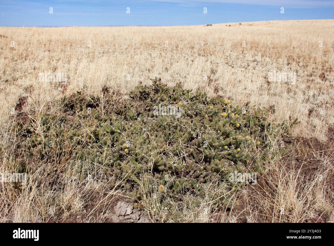 Whipple Cholla (Cylindropuntia whipplei) Plantae Stock Photo - Alamy