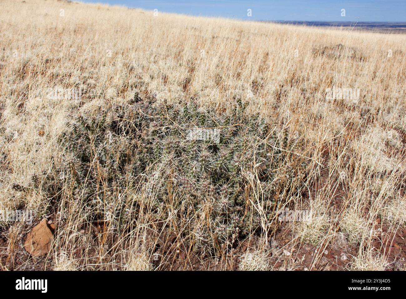Whipple Cholla (Cylindropuntia whipplei) Plantae Stock Photo - Alamy