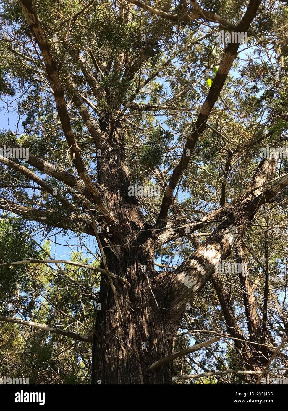 Ashe juniper (Juniperus ashei) Plantae Stock Photo - Alamy