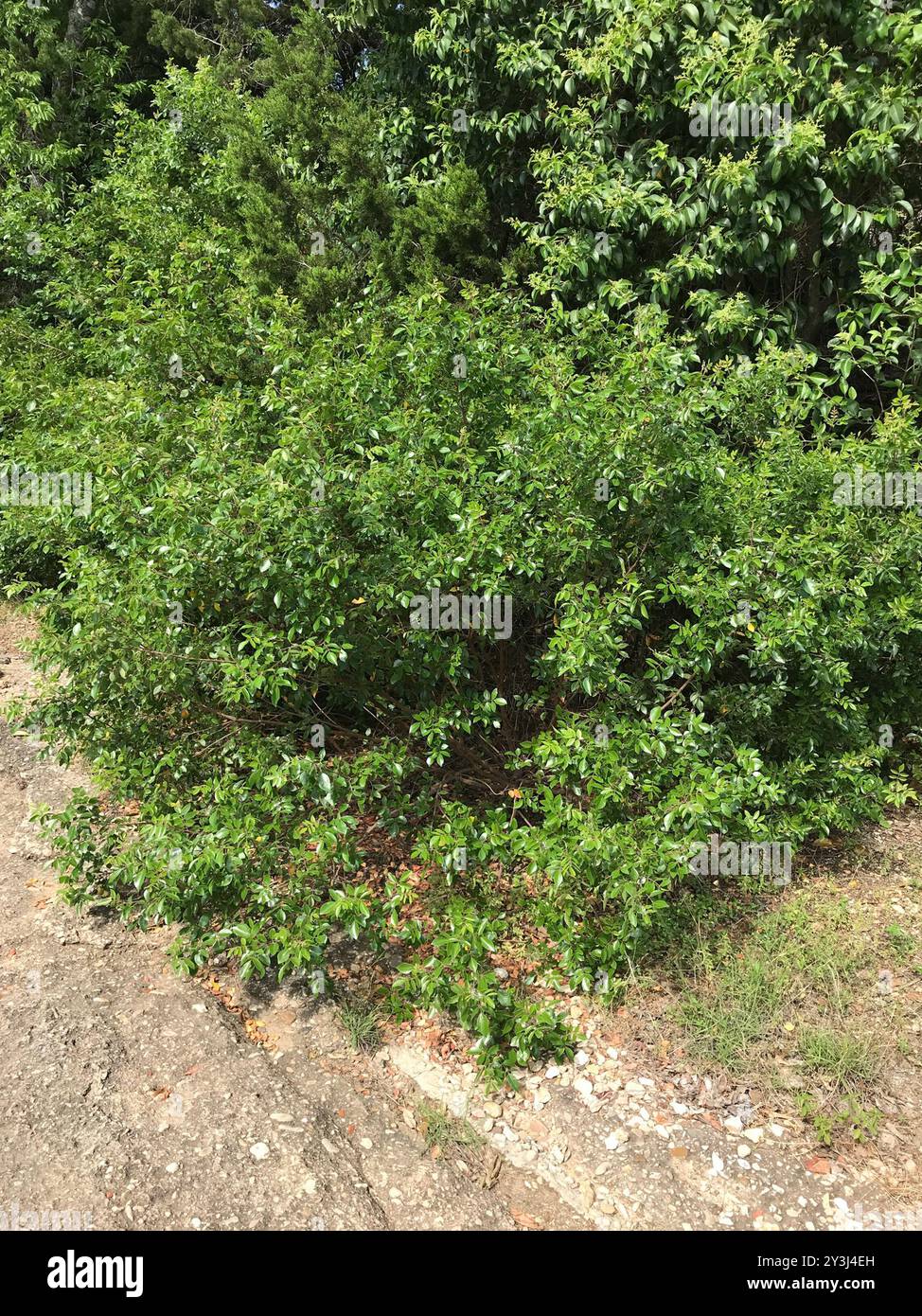 evergreen sumac (Rhus virens) Plantae Stock Photo - Alamy