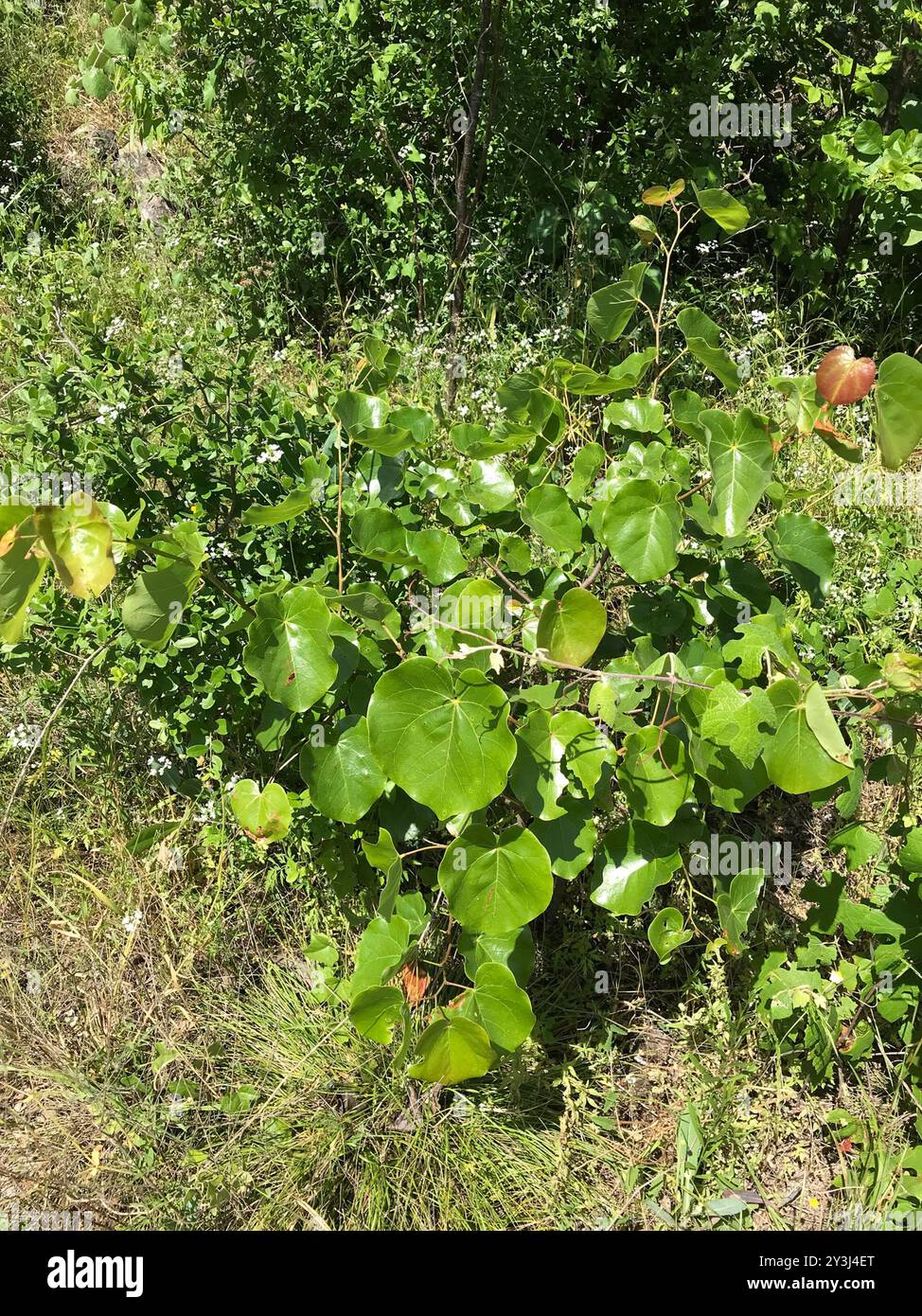 Texas redbud (Cercis canadensis texensis) Plantae Stock Photo - Alamy