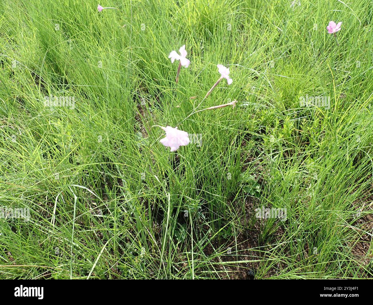 African Pink (Dianthus zeyheri) Plantae Stock Photo - Alamy