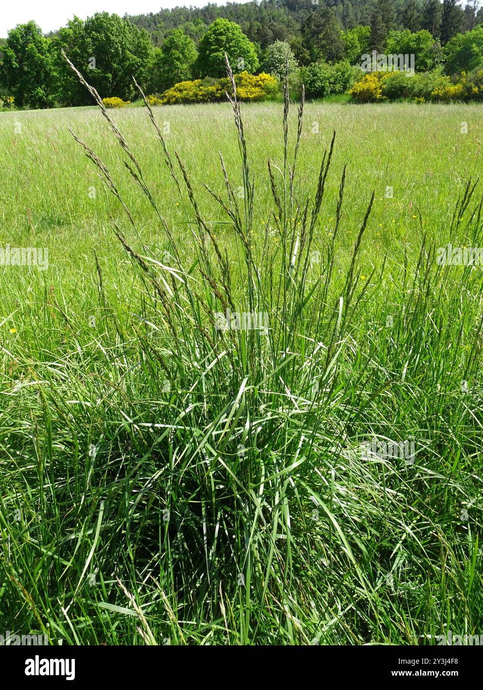 tall fescue (Lolium arundinaceum) Plantae Stock Photo - Alamy