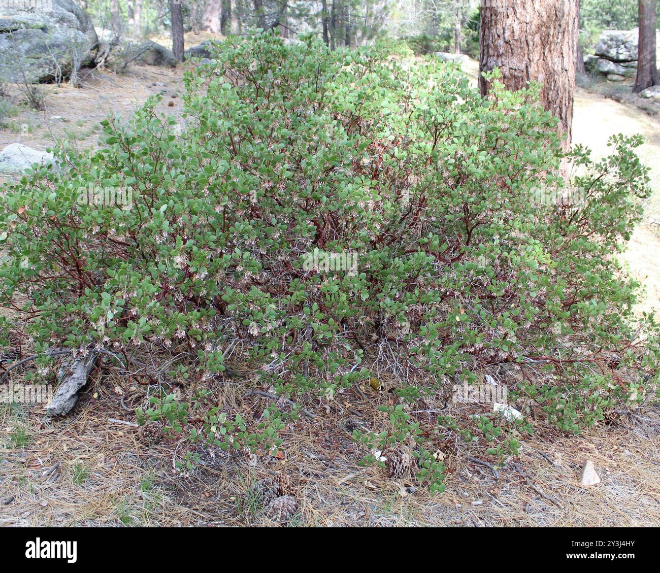 greenleaf manzanita (Arctostaphylos patula) Plantae Stock Photo - Alamy