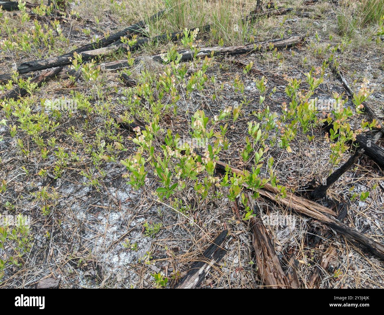 staggerbush (Lyonia mariana) Plantae Stock Photo - Alamy