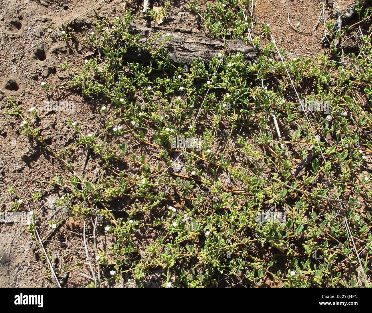 (Limeum viscosum transvaalense) Plantae Stock Photo - Alamy