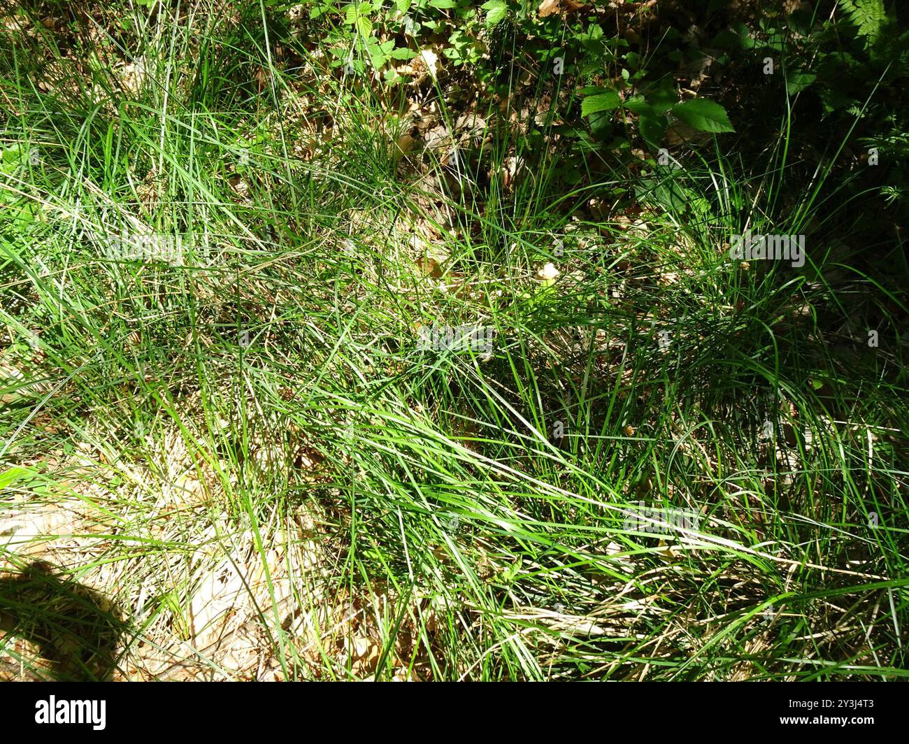 Purple moor grass (Molinia caerulea) Plantae Stock Photo - Alamy