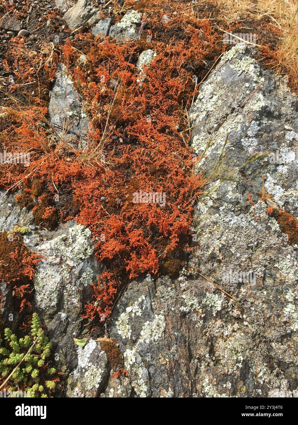 sand pygmyweed (Crassula connata) Plantae Stock Photo - Alamy