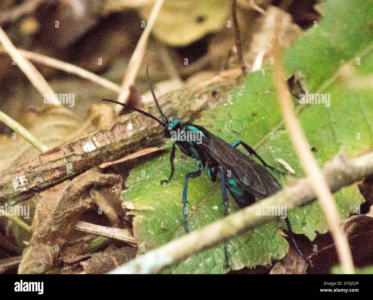 New World Tarantula-hawk Wasps (Pepsis) Insecta Stock Photo - Alamy