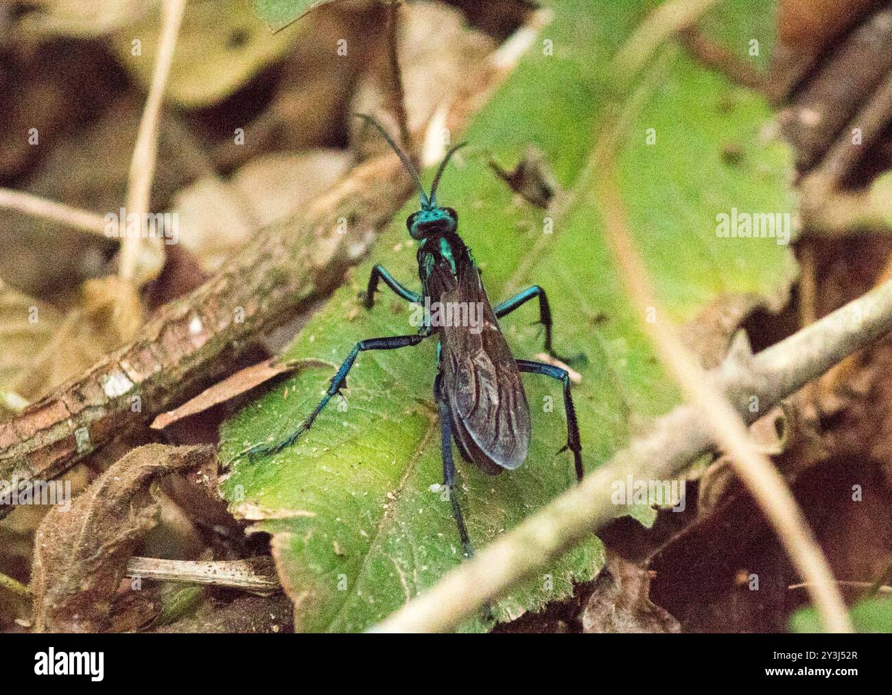 New World Tarantula-hawk Wasps (Pepsis) Insecta Stock Photo - Alamy