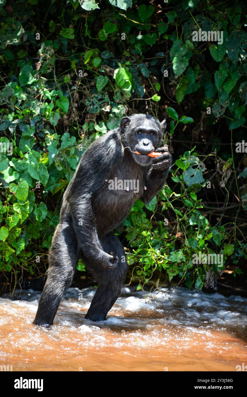 Chimpanzee eating at Ngamba Island in Lake Victoria Uganda Stock Photo ...