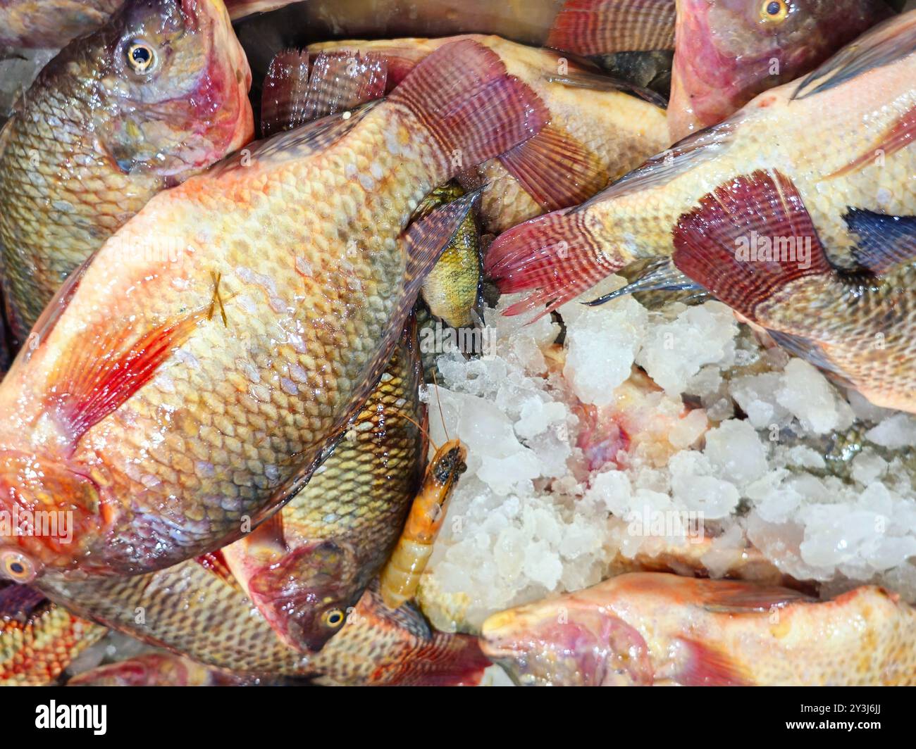 Large raw uncooked tilapia fishes Oreochromis niloticus with ice for ...