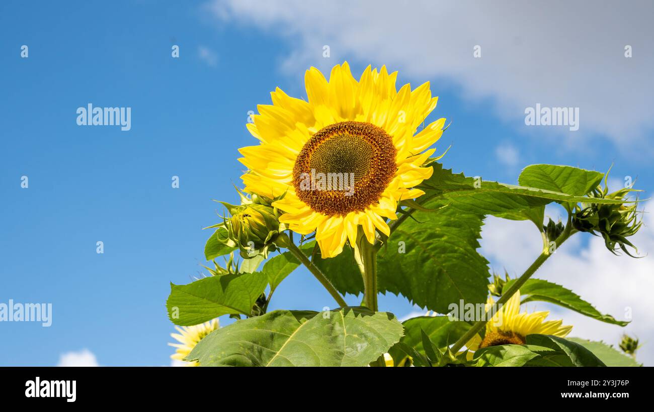 Wallpaper sunflower hi-res stock photography and images - Alamy