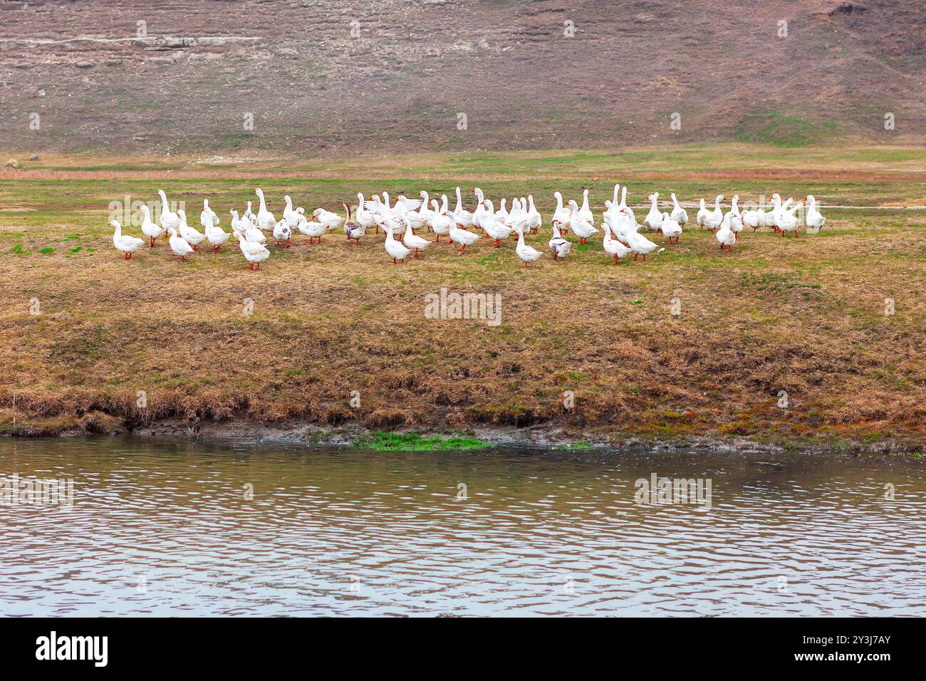 Flock birds fly across farm hi-res stock photography and images - Alamy