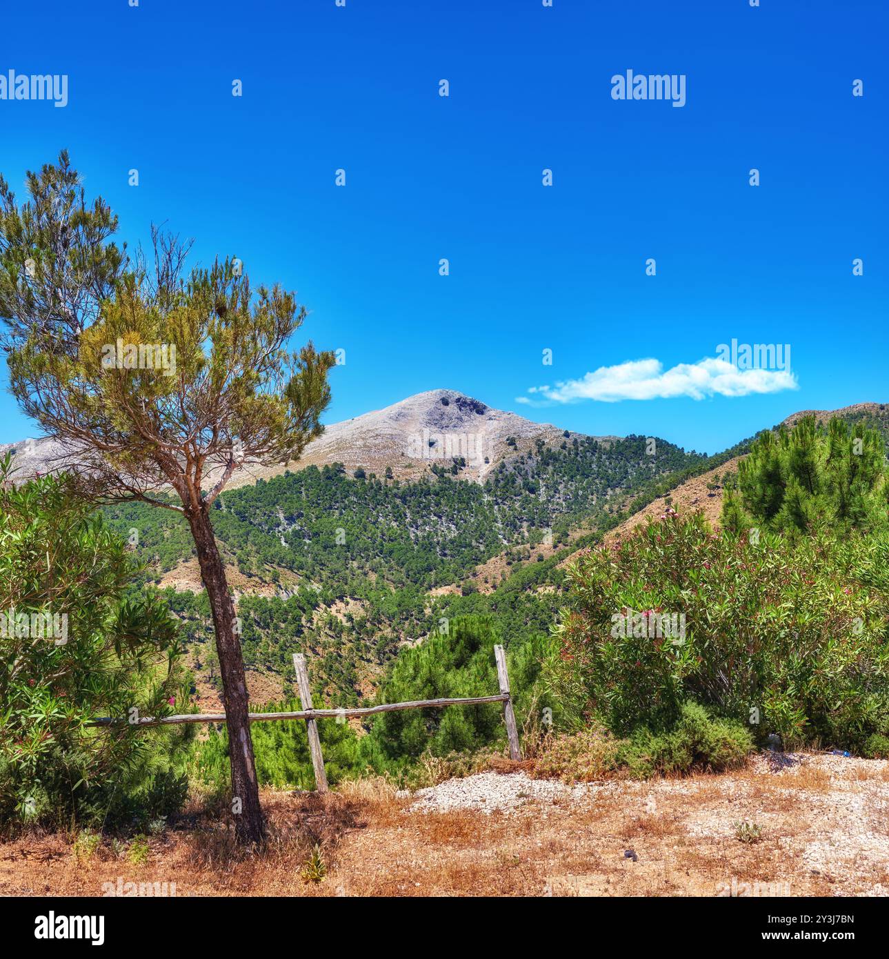Nature, landscape and trees on mountain in Spain for environment ...