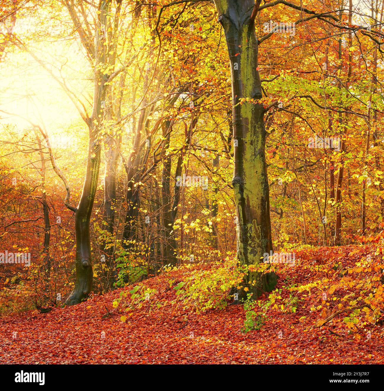 Glow, leaves and trees of forest in autumn for conservation, ecology or ...