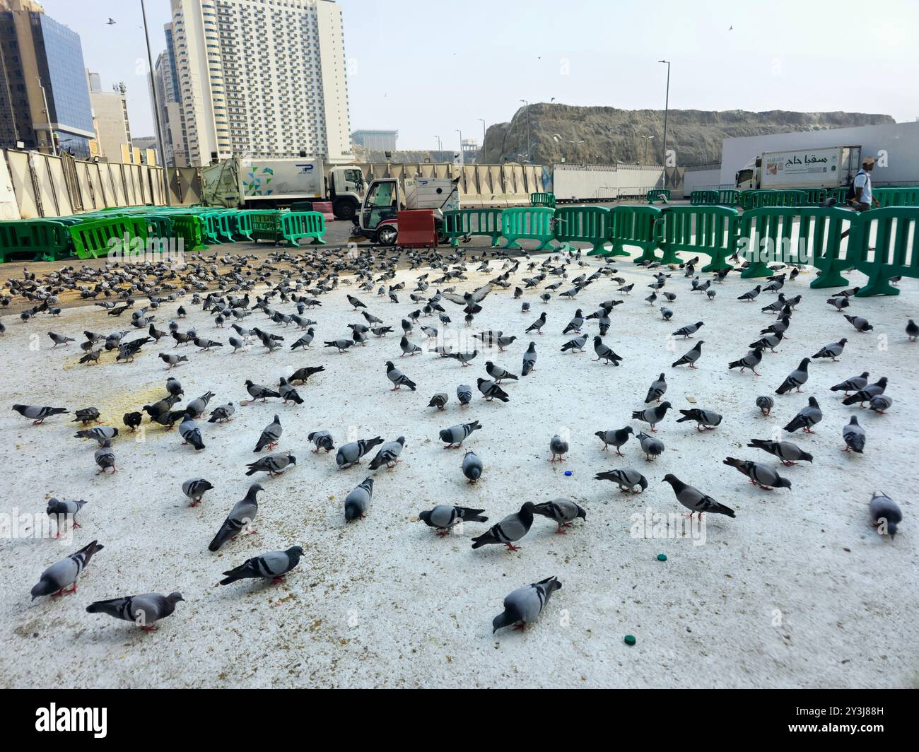Mecca, Saudi Arabia, June 8 2024: Makkah Pigeons, distinguished by the ...