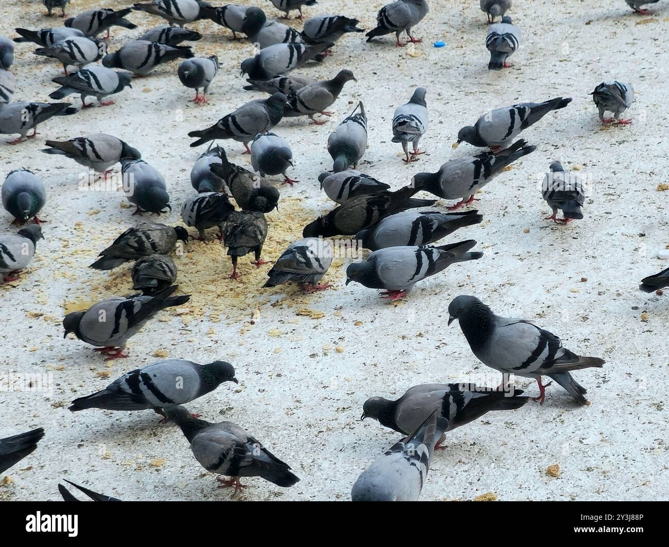 Makkah Pigeons, distinguished by the beauty of its shape, colors, long ...