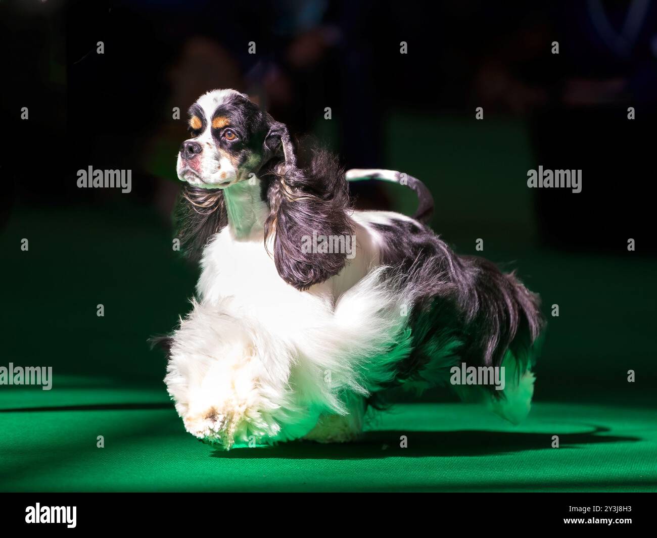 American Cocker Spaniel at a dog show Stock Photo - Alamy