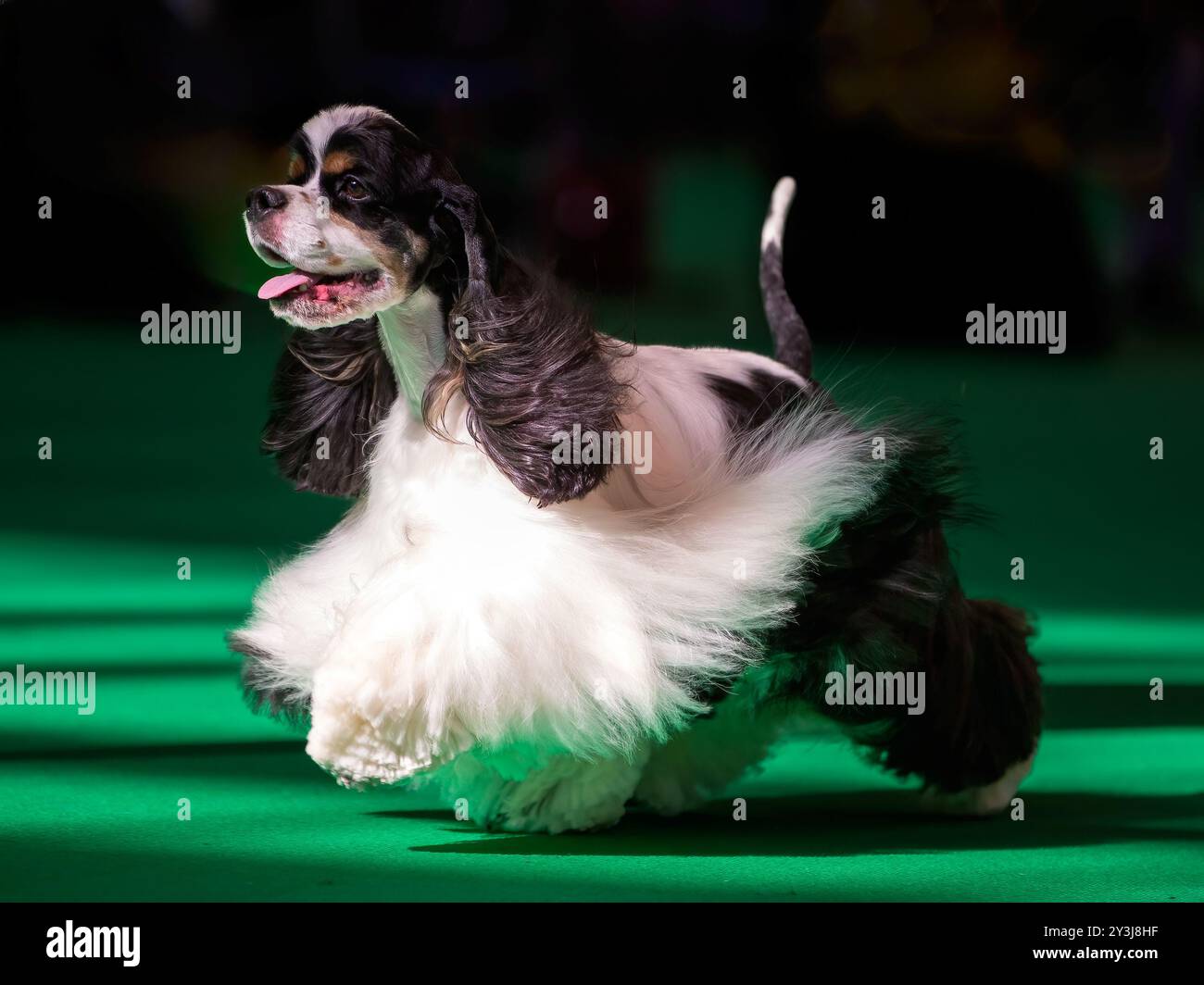 Show cocker spaniel hi-res stock photography and images - Alamy