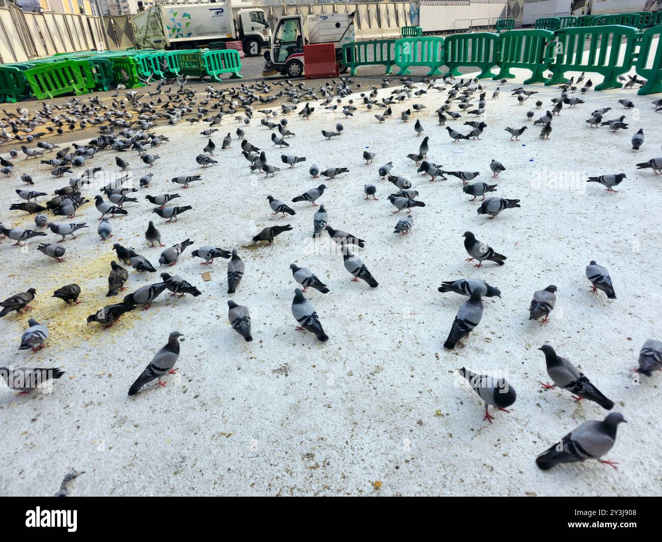 Mecca, Saudi Arabia, June 8 2024: Makkah Pigeons, distinguished by the ...