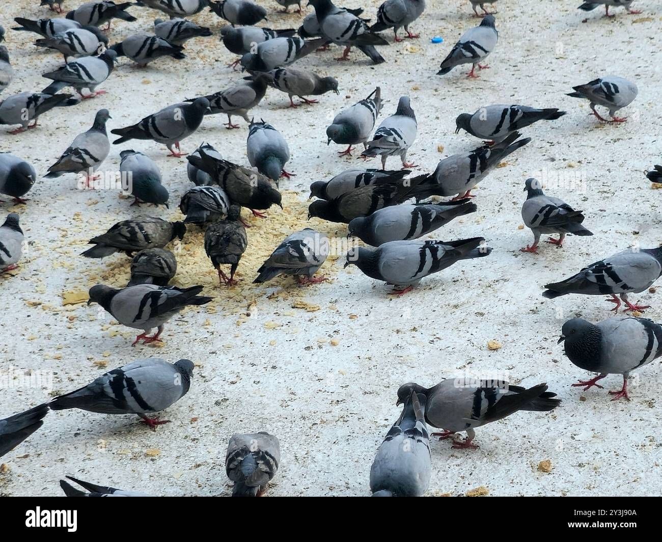 Makkah Pigeons, distinguished by the beauty of its shape, colors, long ...
