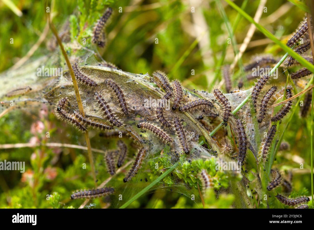 The marsh fritillary (Euphydryas aurinia) nest with caterpillars in ...
