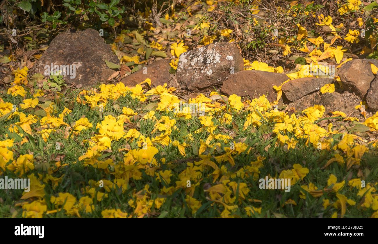 Mass of fallen yellow flowers of Golden trumpet tree, Handroanthus ...