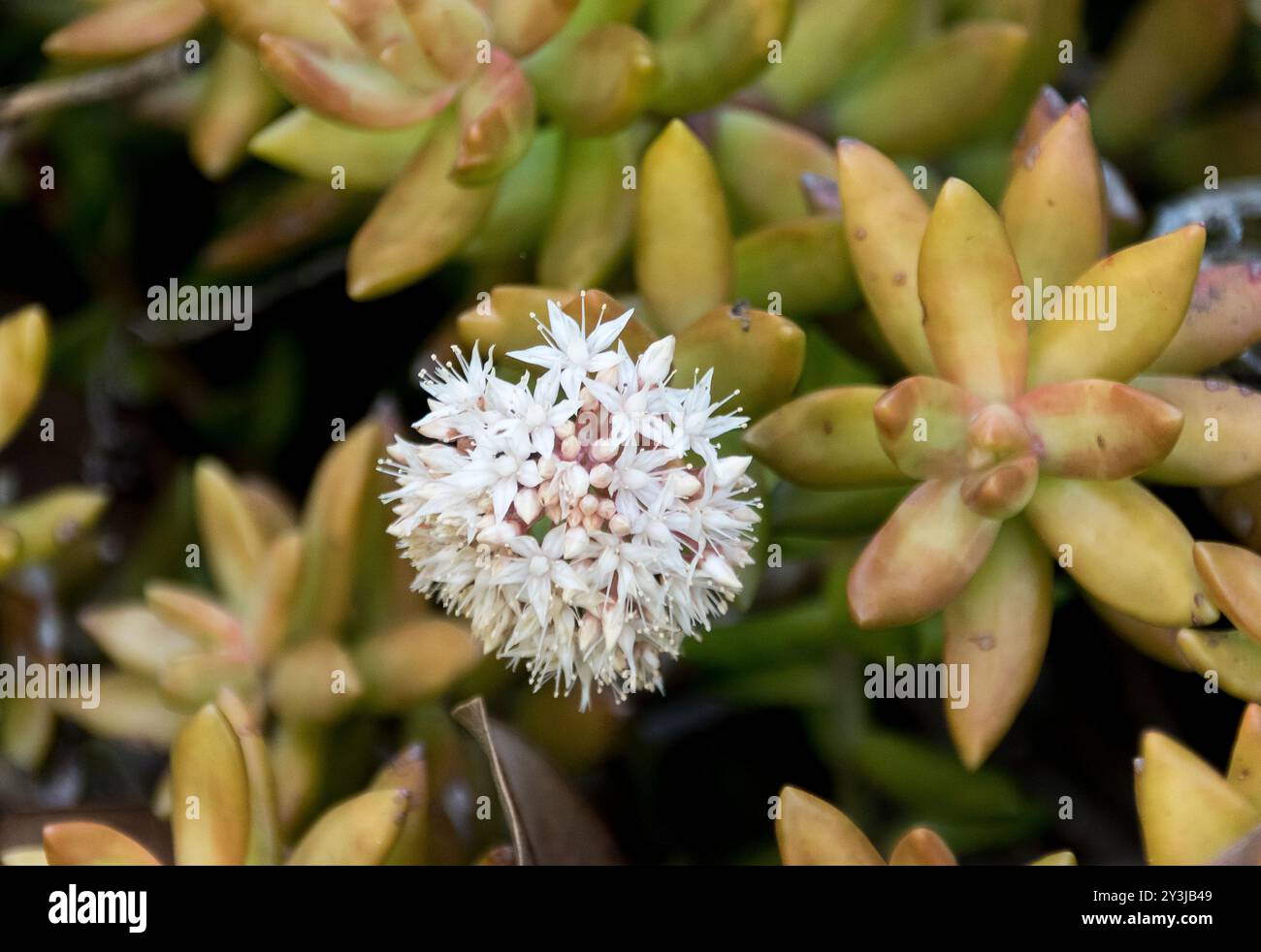 Starry White flower-head of Sedum Album (white stonecrop). Non-native ...