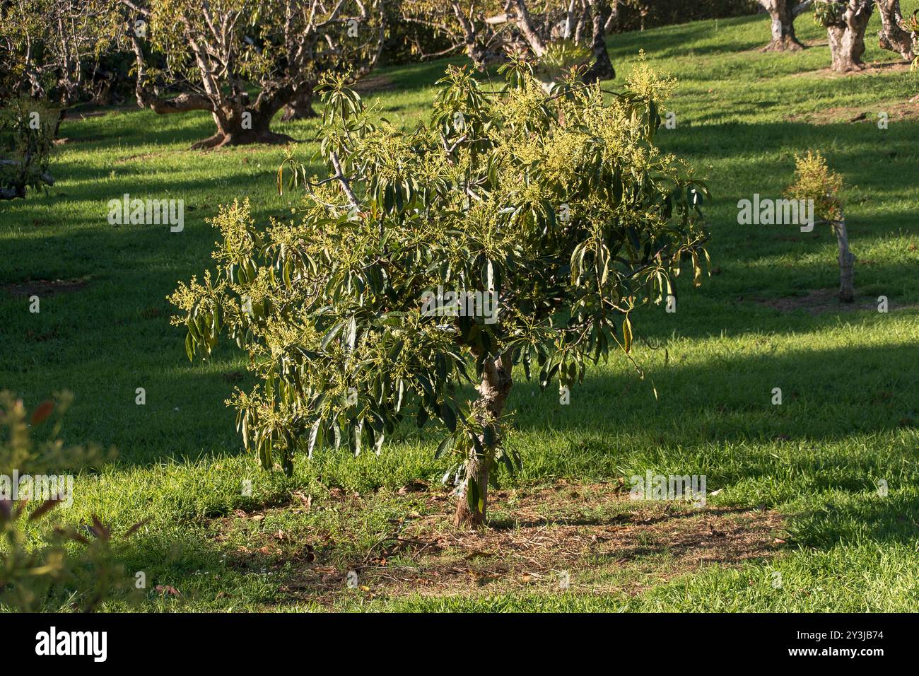 Small Hass avocado tree (persea americana) covered in new blossom in ...