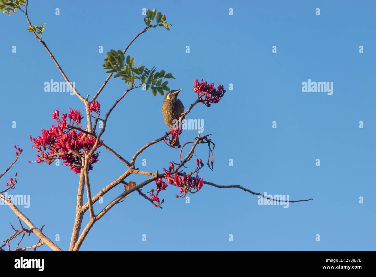 Australian Lewin's honeyeater, meliphaga lewinii, feeding on nectar, in ...