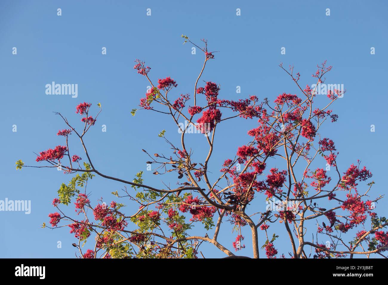 Sunlit branches of Drunken Parrot Tree, schotia brachypetala, from ...