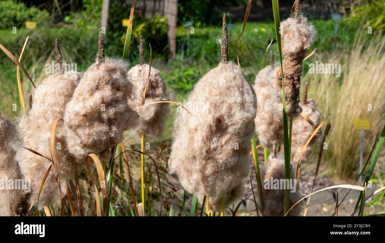 Dwarf bulrush ( Typha Minima, Least bulrush, Miniature cattail) of ...
