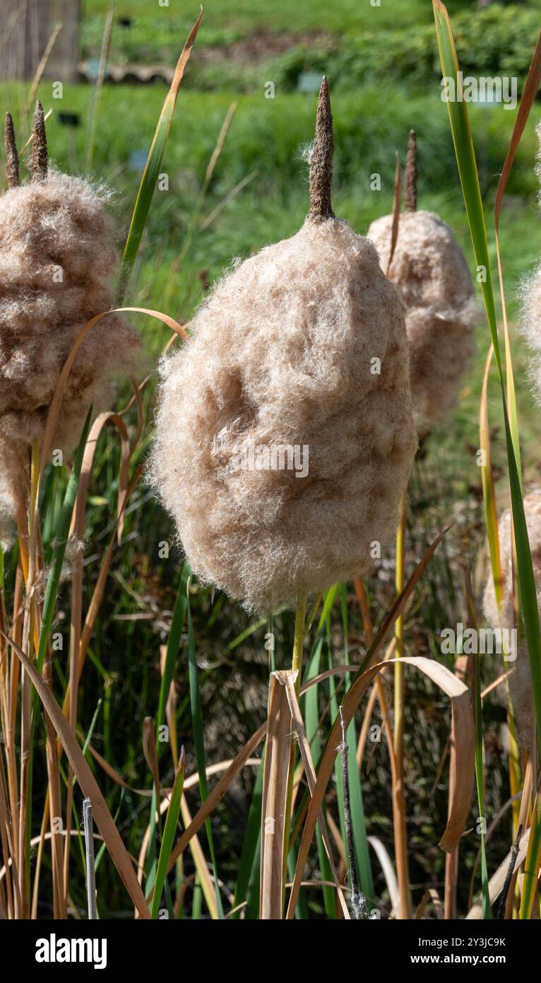 Dwarf bulrush ( Typha Minima, Least bulrush, Miniature cattail) of ...