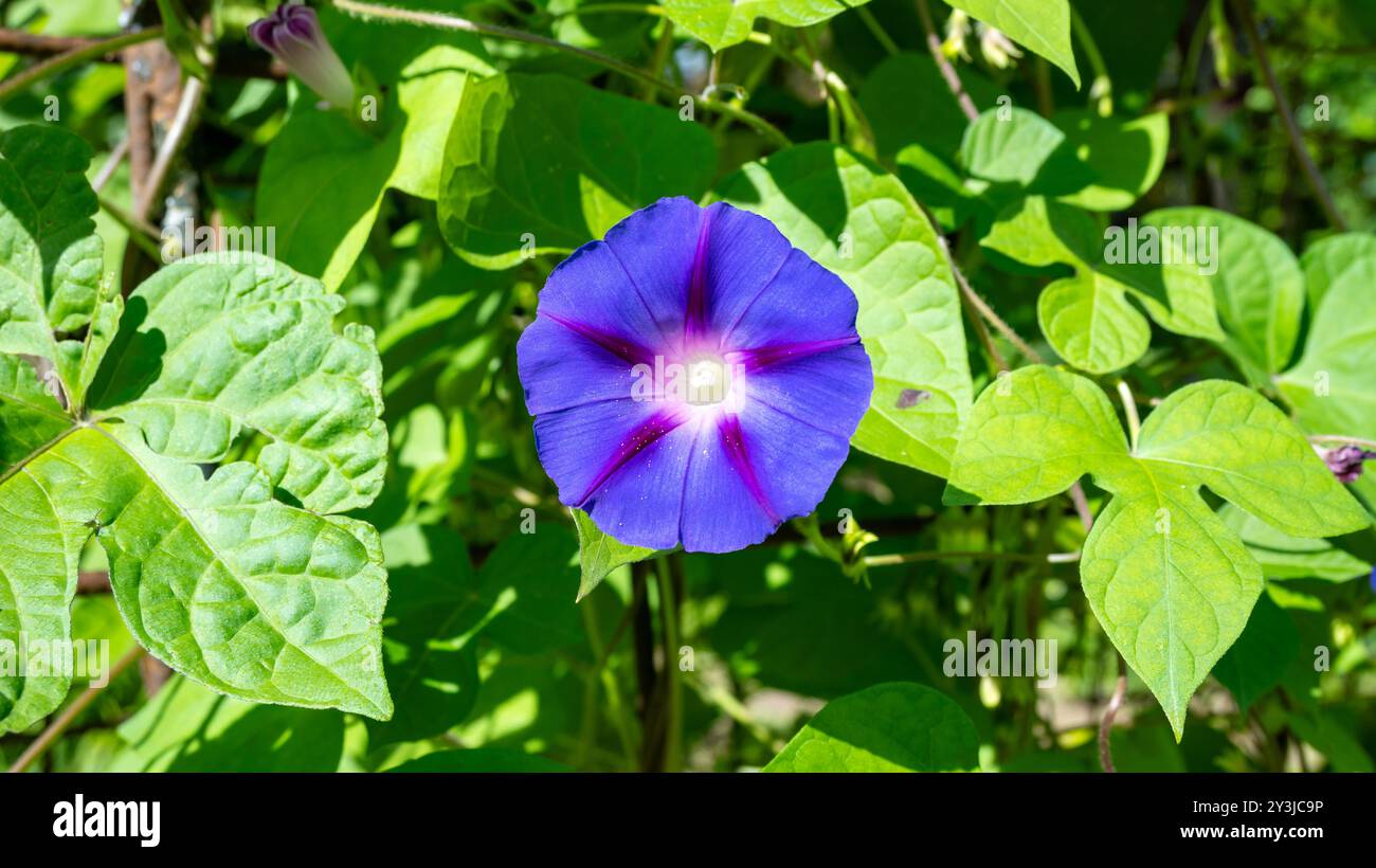 Blue dawn flower hi-res stock photography and images - Alamy