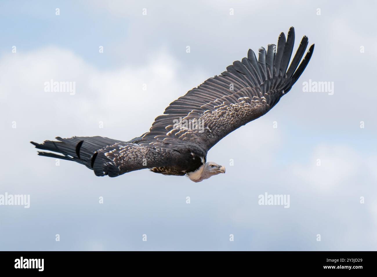 Rüppell's griffon vulture flying in the sky Stock Photo - Alamy
