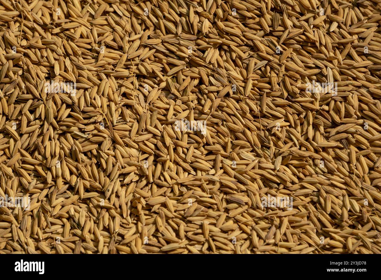 High quality rice seeds of Bangladesh. Background with golden small ...