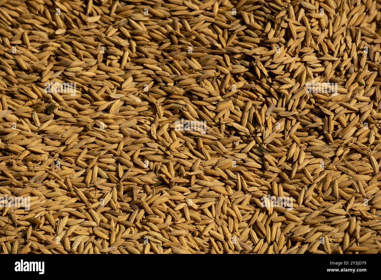 High-quality small rice seeds from Bangladesh. Background with golden ...
