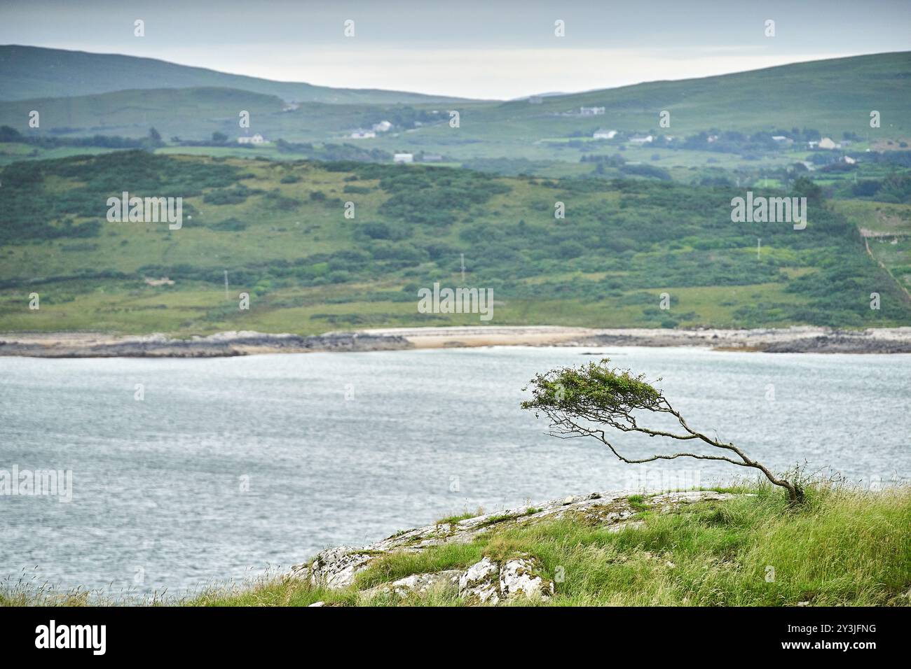 ocean bay lonely tree wind broken Stock Photo - Alamy