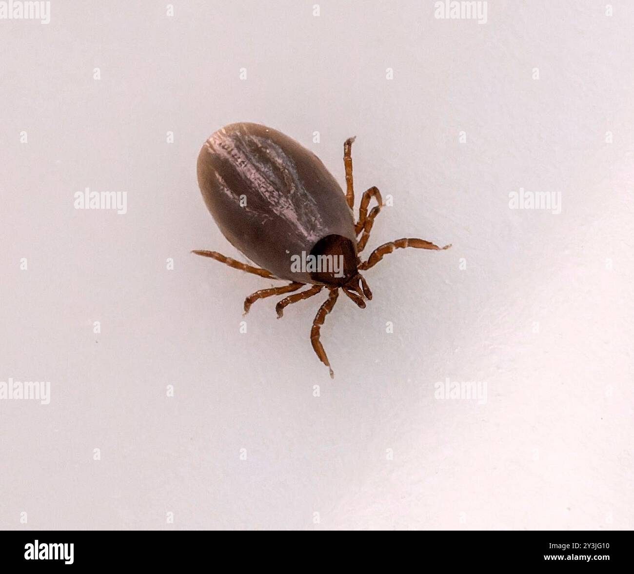 11.09.2024, Heimische Zecke. Gemeiner Holzbock Ixodes ricinus 11.09. ...