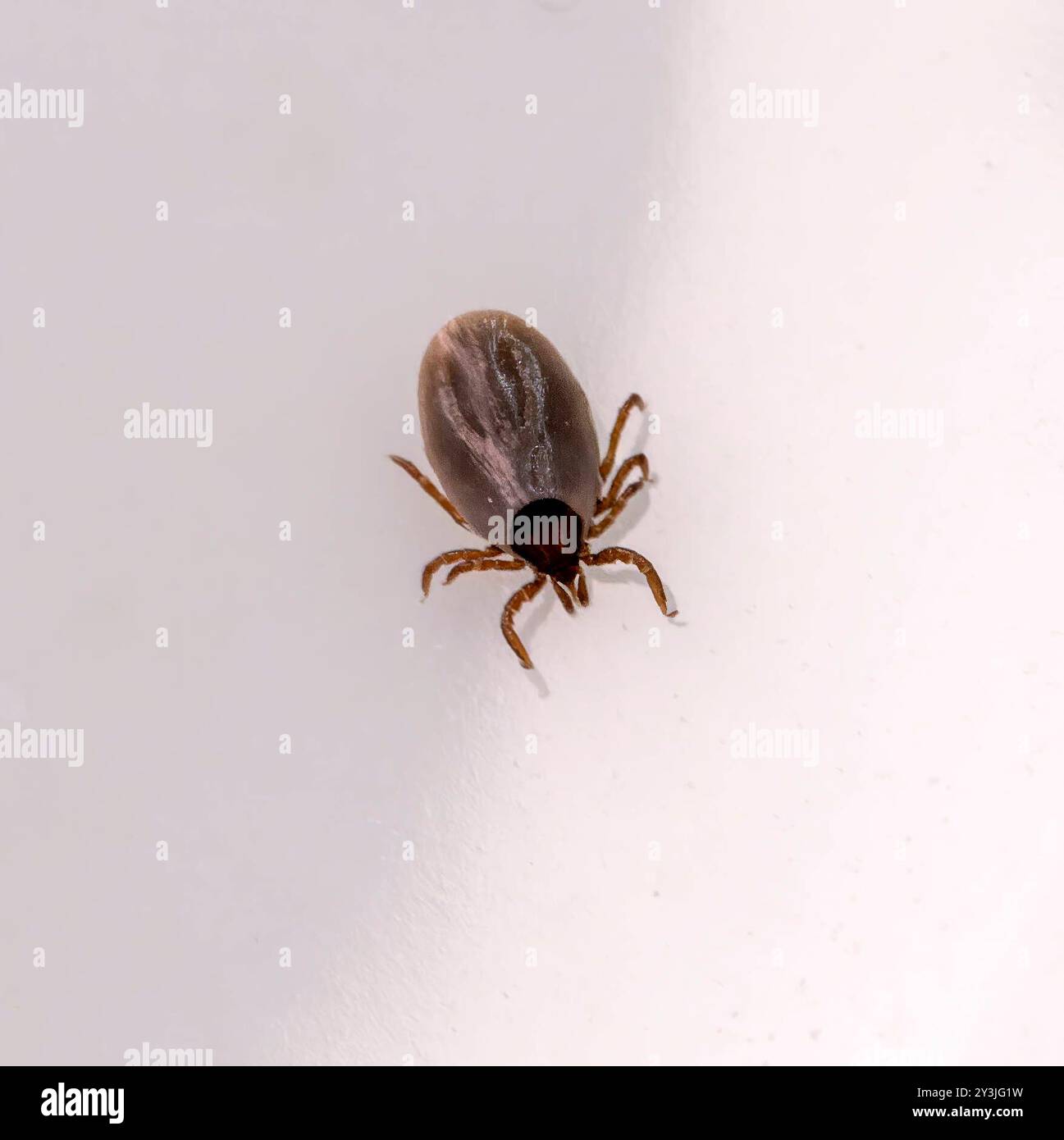 11.09.2024, Heimische Zecke. Gemeiner Holzbock Ixodes ricinus 11.09. ...