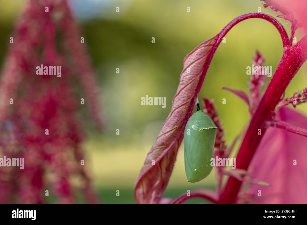 Monarch Butterfly, Danaus plexippus, jade green chrysalis on brightly ...