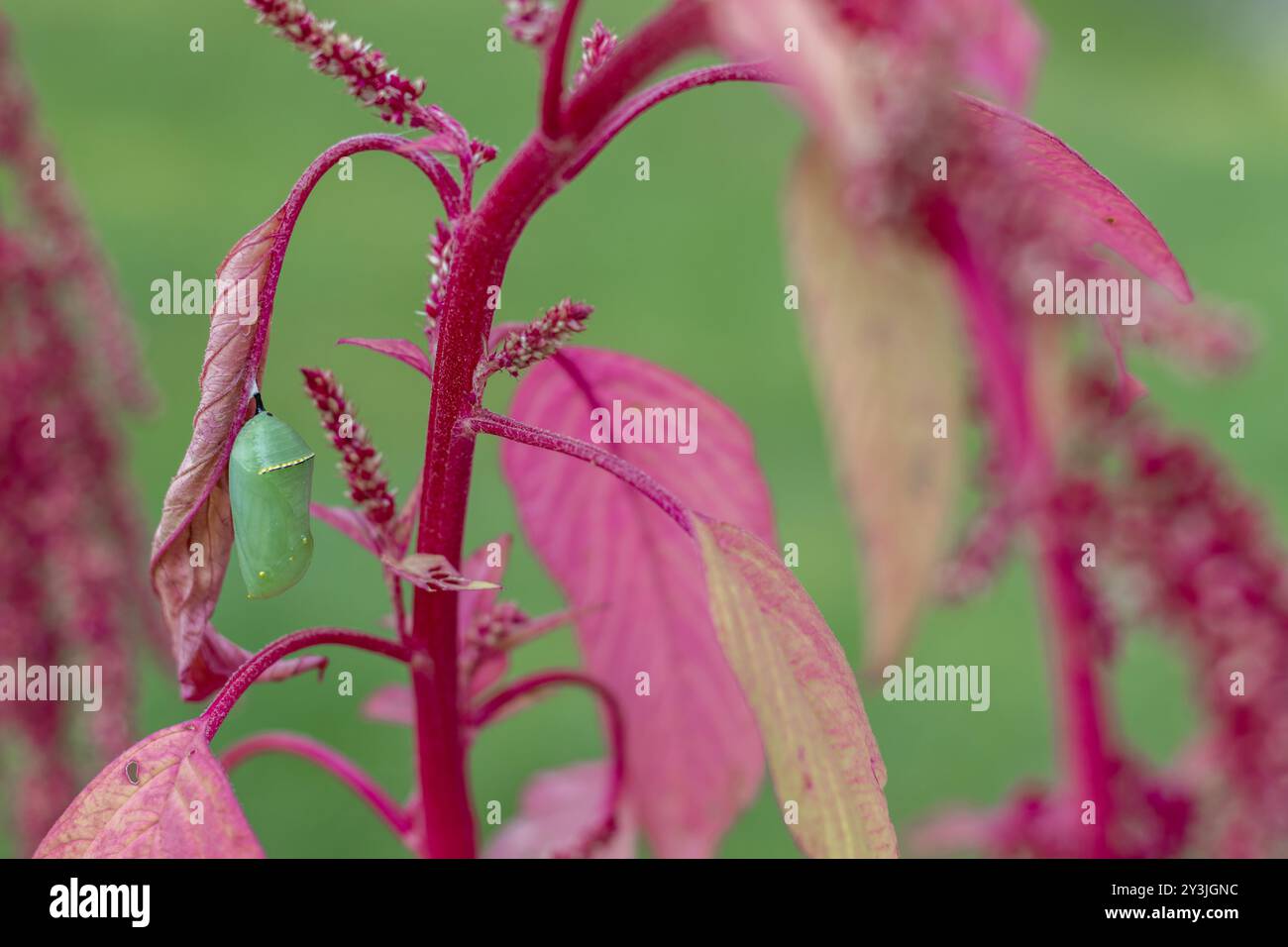 Monarch Butterfly, Danaus plexippus, jade green chrysalis on brightly ...