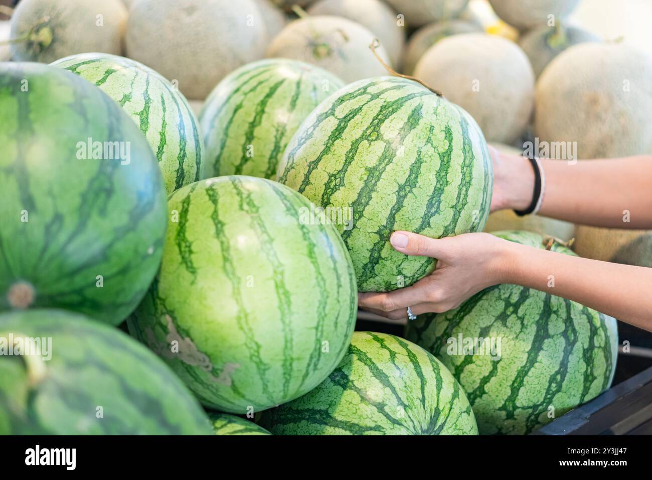 A person holding a watermelon among a pile of watermelons and melons in ...